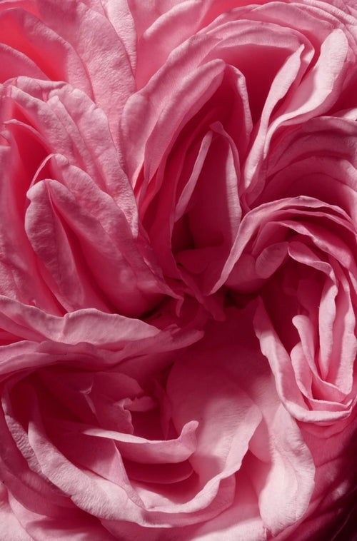 MAYBACH CHARISMATIC ROSE EDP 100ml